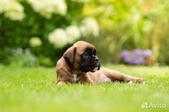 Щенки боксера