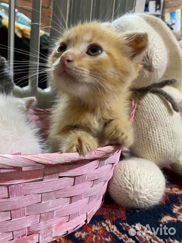 Малыши-карандаши безоплатно