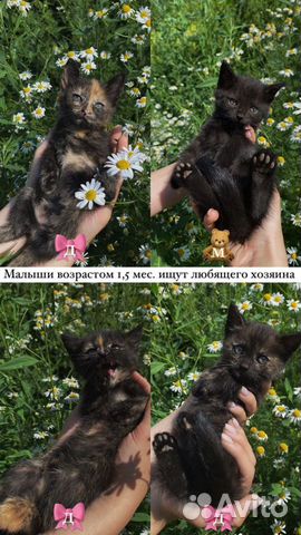 Котятки 1.5 мес