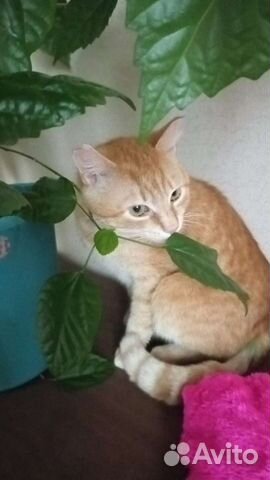 Кот Чижик ищет дом