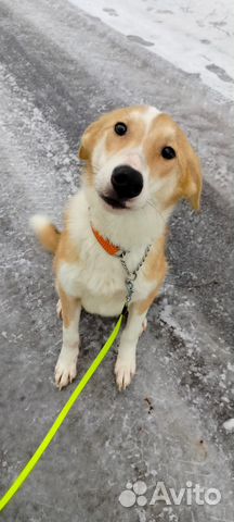 Русская борзая )