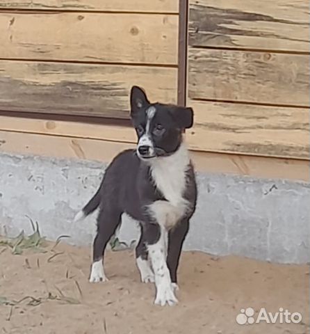 Щенок Рудик в добрые руки