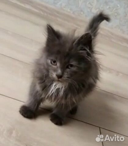 Котенок мальчик шикарный