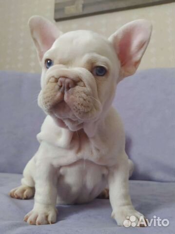 Super super super Лилак Платина