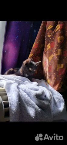 Котенок 2 мес