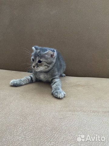 Вислоухая кошечка 2 месяца бесплатно