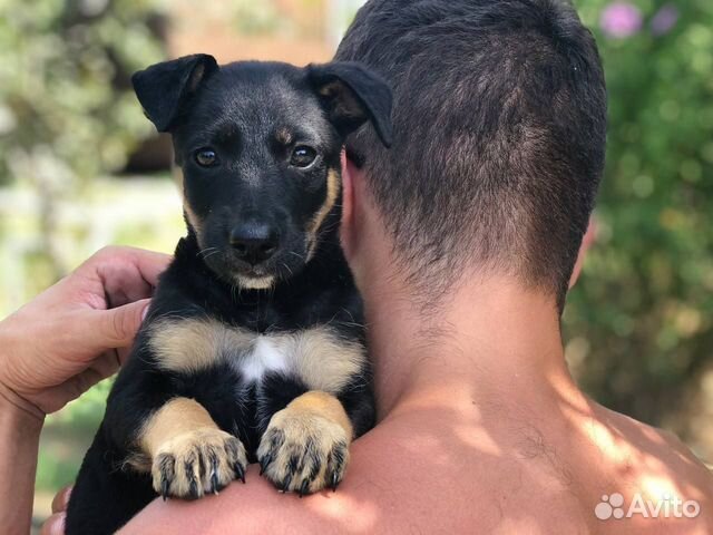 Щенок в добрые руки