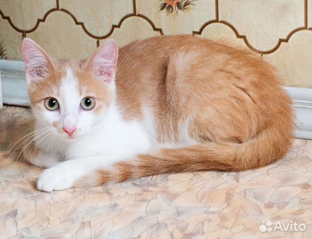 Малышка Бэтти ищет добрые руки