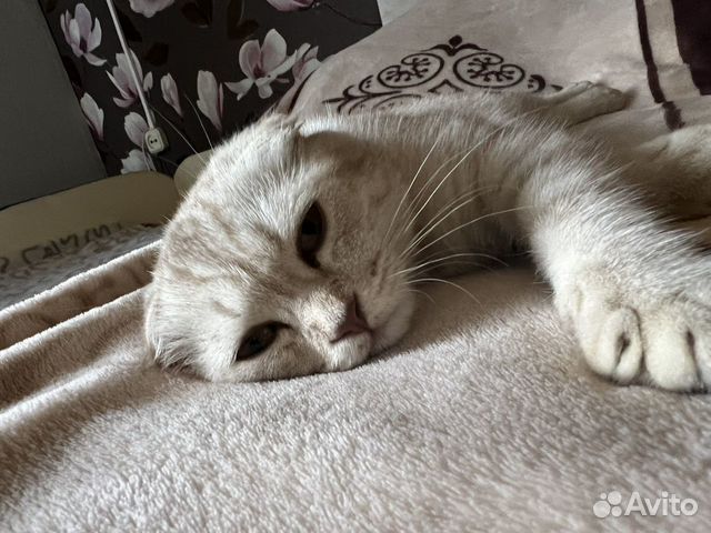 Кошка