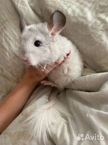 Шиншилла с клеткой