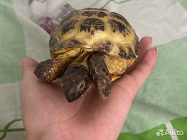 Черепаха сухопутная