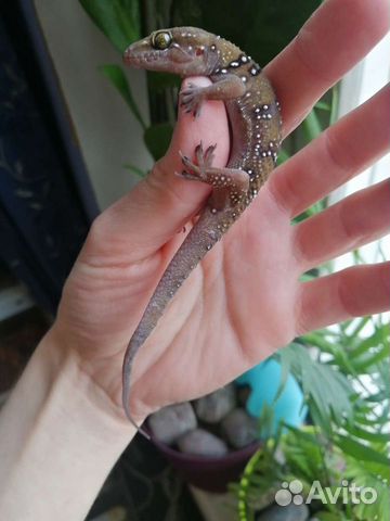 Домовой геккон(hemidactylus triedrus)