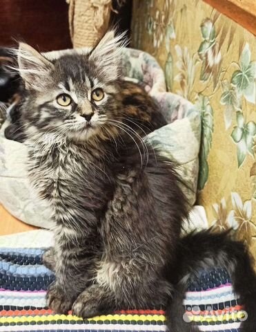 Красивые крупные котята