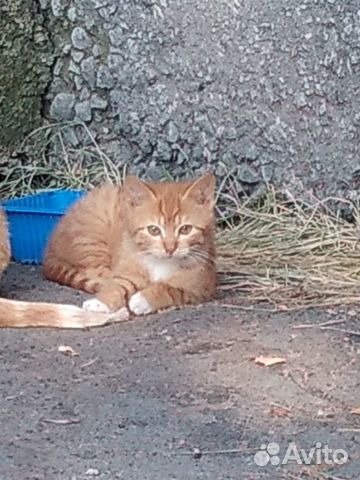 Котенок рыжий, 2 месяца