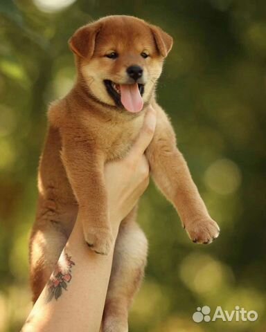 Сиба (шиба) ину