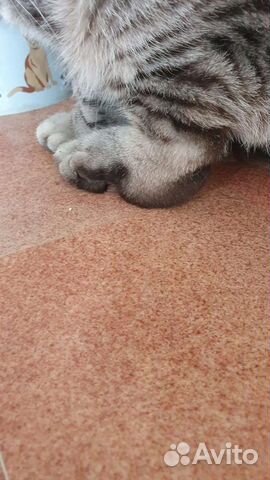 Кто возьмёт кота инвалида