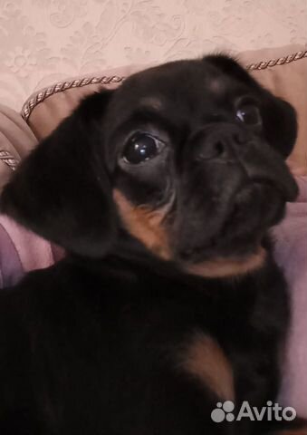 Собака Птибрабансон