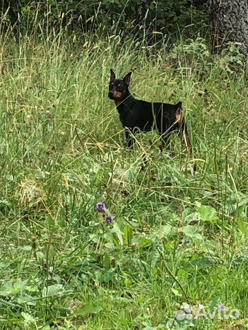 Кобель для вязки Цвергпинчер