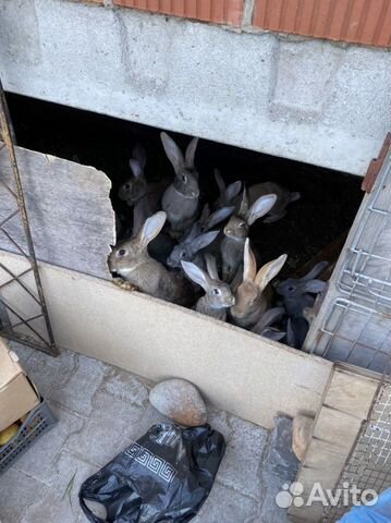 Вязка кроликов