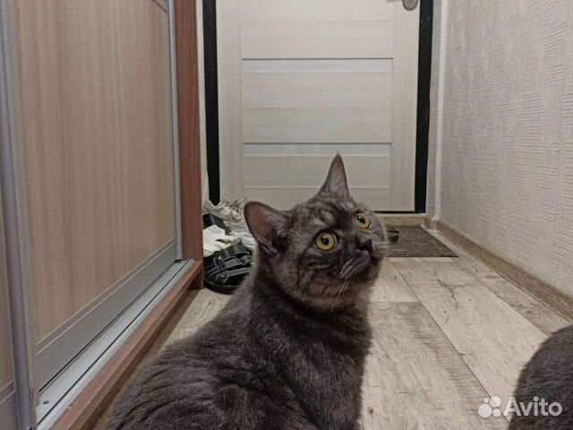 Кот на вязку