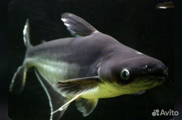 Рыба пангасиус