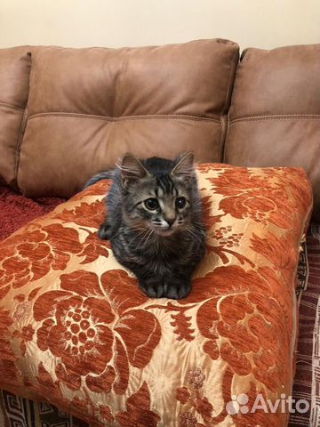 Котенок-девочка,2,5 мес ищет родителей