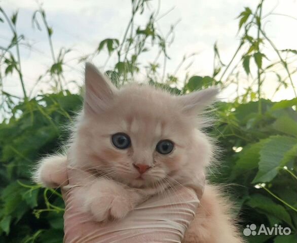 Рыжая девчонка