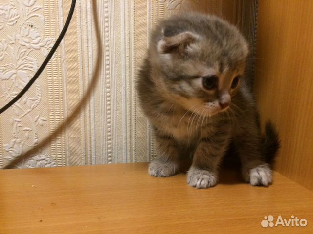 Кошечка вислоухая