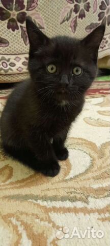 Кошка