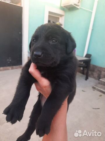 Щенки в добрые руки