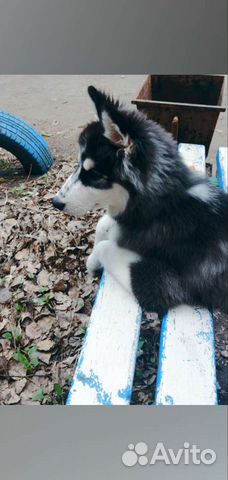 Сибирский хаски