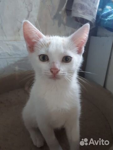 Котенок Карамелька в добрые руки