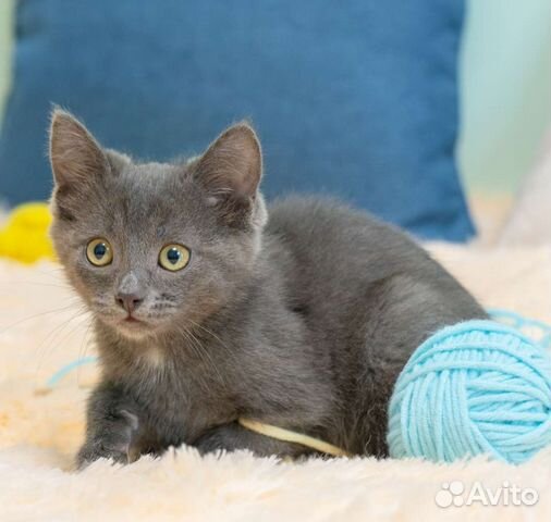 Принцесса Грея