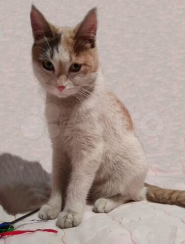 Цветная, плюшевая, молодая кошка ищет дом