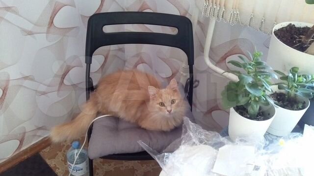Кошечка ищет постоянный дом