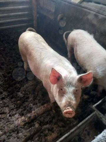 Свинина живым весом