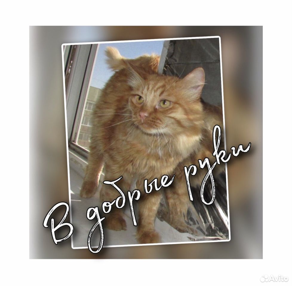 Апельсин в поисках дома