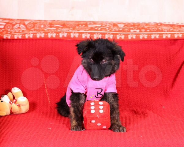 Пушистое чудо, щенуля Пуша, в дар