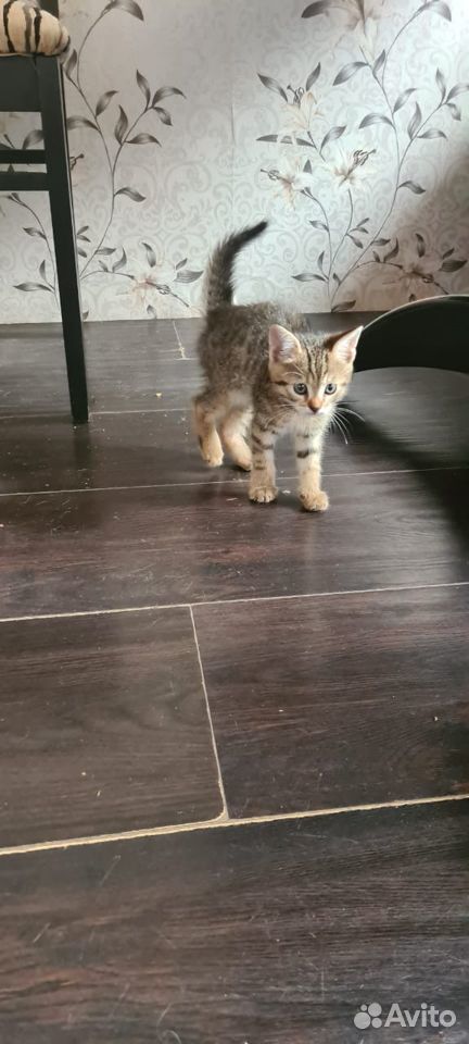 Котенок в добрые