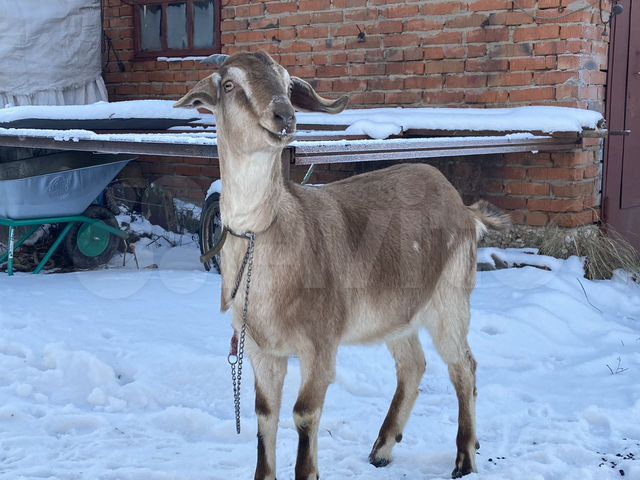 Козочка от племенных родителей чешской и нубийской