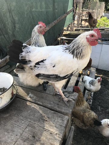 Домашние куры, яйца