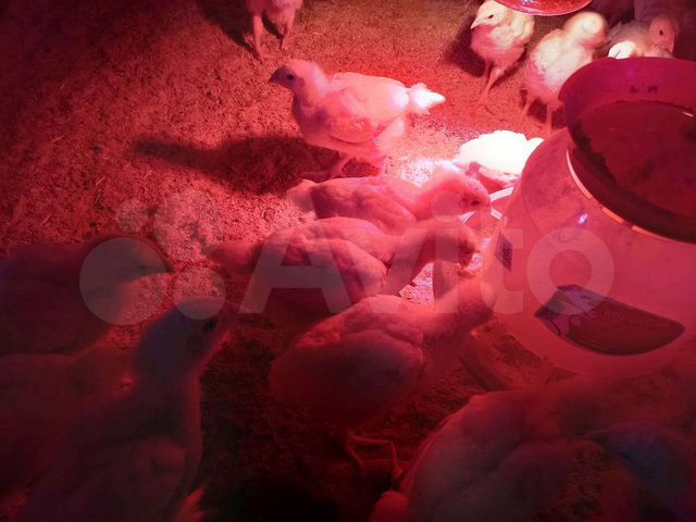 Цыплята бройлеры кобб 500, 21 суток по сегодняшний