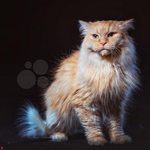 Гораций в добрые руки