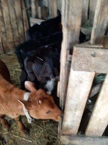 Бычки на продажу