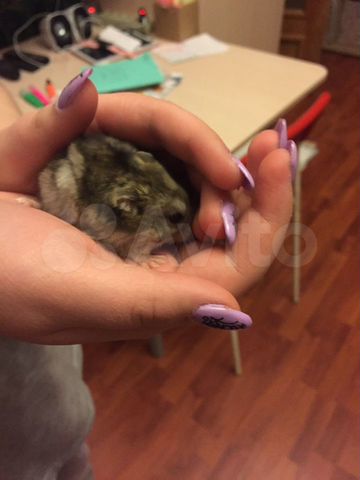 Хомяк джунгарский 4 месяца