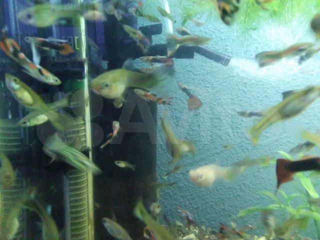 Живая рыба оптом