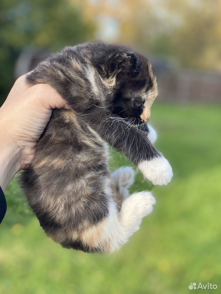 Отдам котят в добрые руки