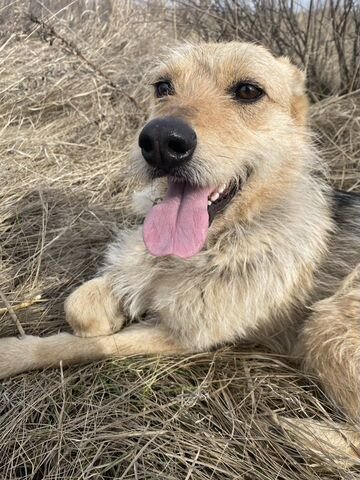 Милая собака Варя ждёт своего человека, 2 года