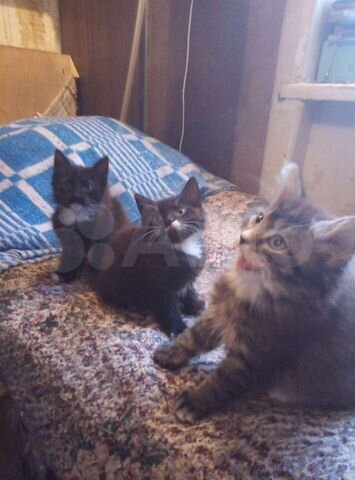 Двухмесячные котята