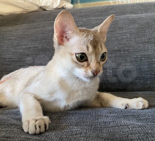 Котенок породы Сингапура
